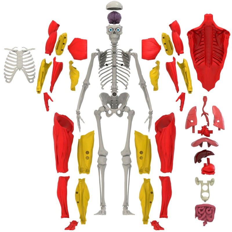 Science To The Max - Interactive Human Body | DadShop