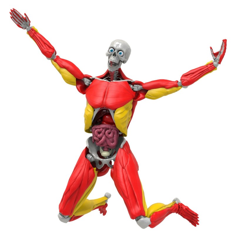 Science To The Max - Interactive Human Body | DadShop