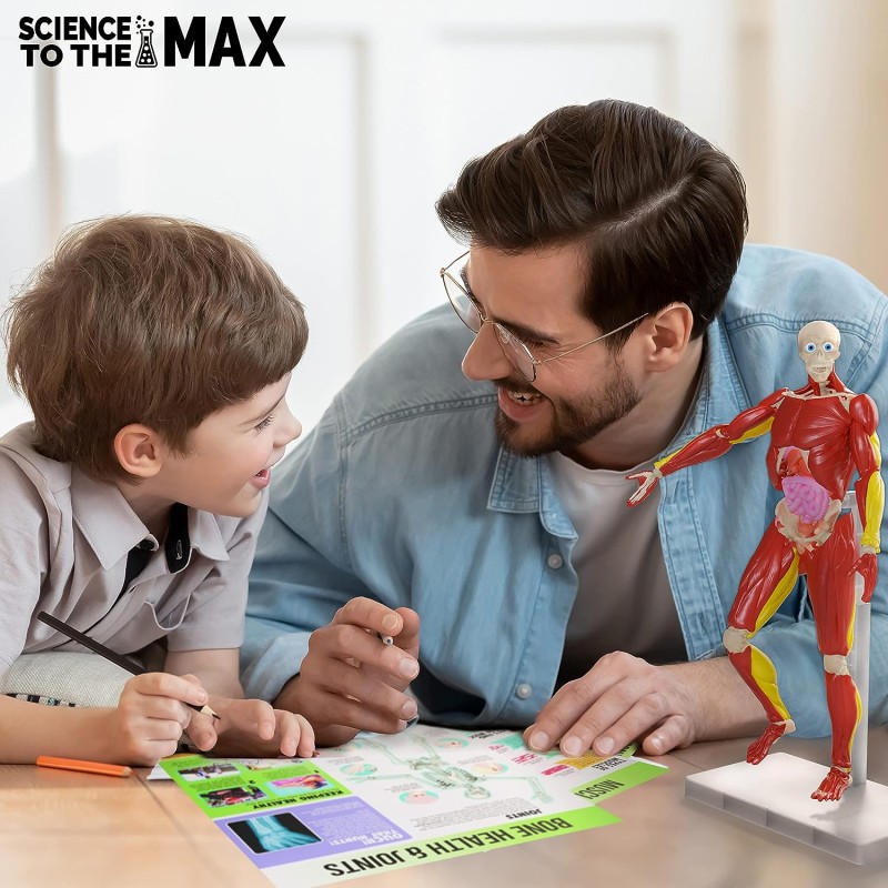Science To The Max - Interactive Human Body | DadShop