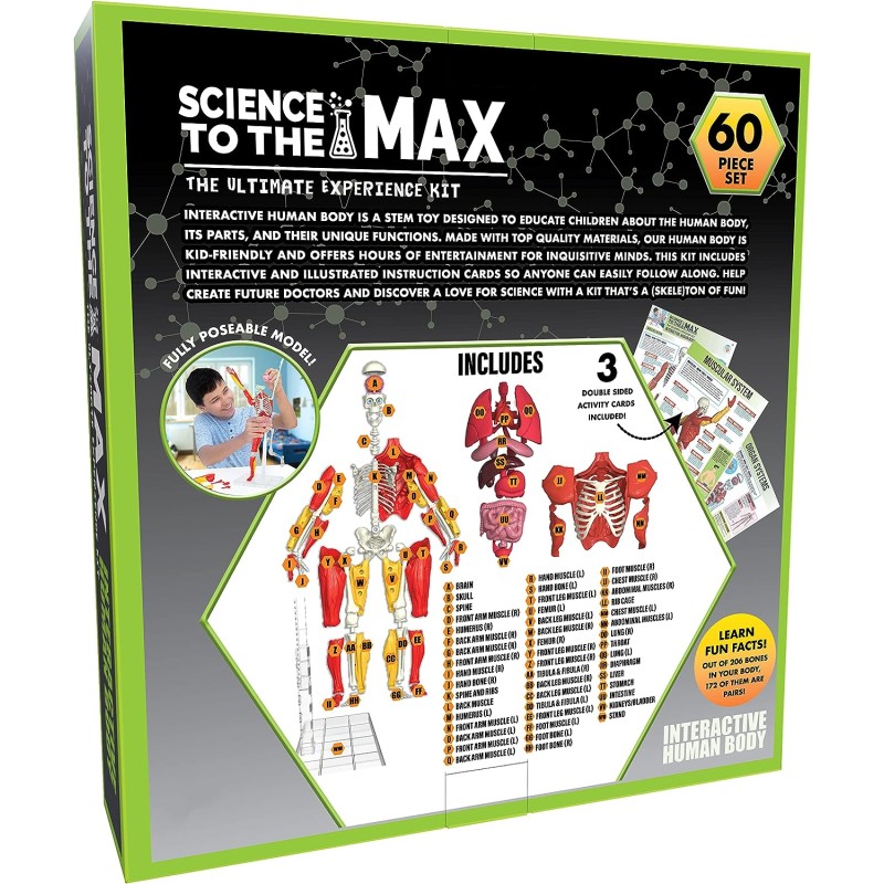 Science To The Max - Interactive Human Body | DadShop